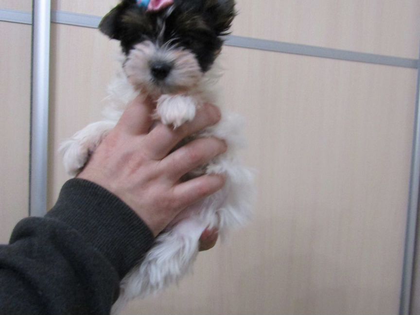 Чудесная девочка бивер йорка