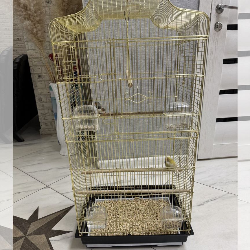 Амадины гульда