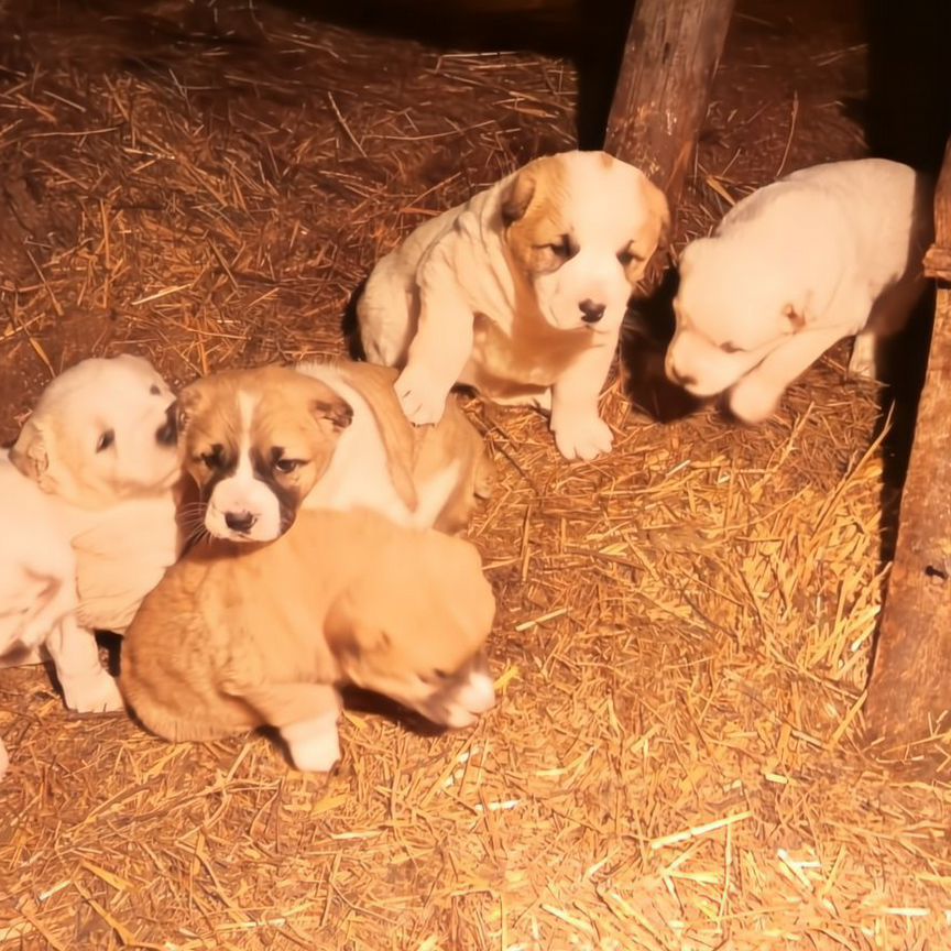 Среднеазиатская овчарка, щенок