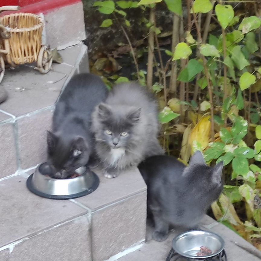 Котята в добрые руки