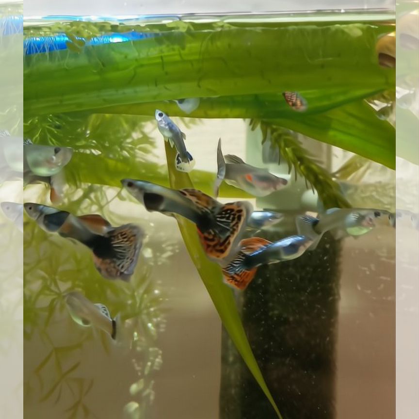 Гуппи дамбо мозаика слоновые ушки (чистая линия)