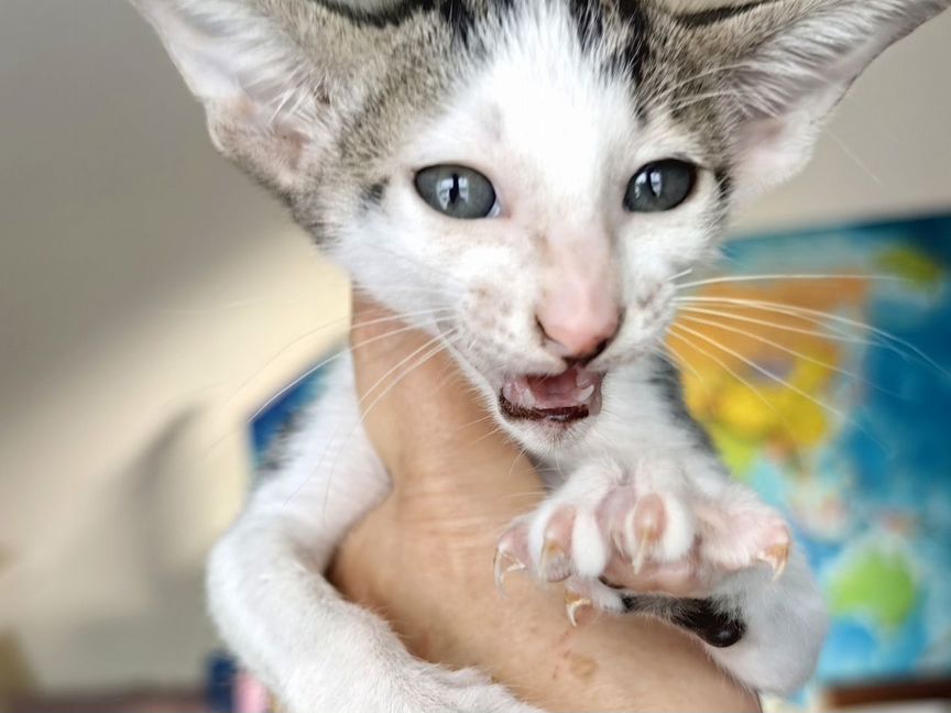 Орики ;) котята. 2,5 мес, бережная доставка