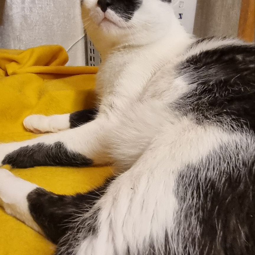 Большой и ласковый котик