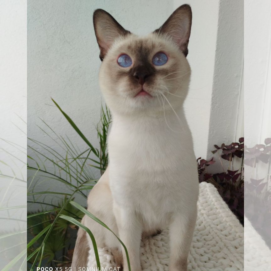 Тайский, взрослый кот