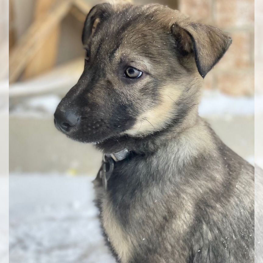 Щенок в добрые руки