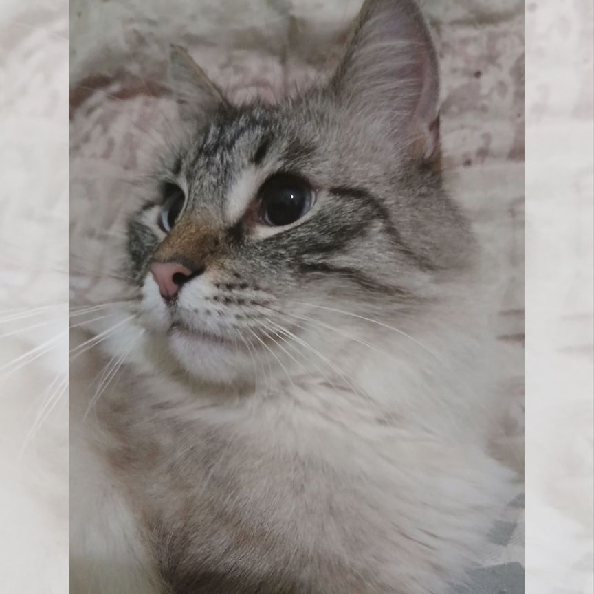 Котик Гавчик ждёт хозяев
