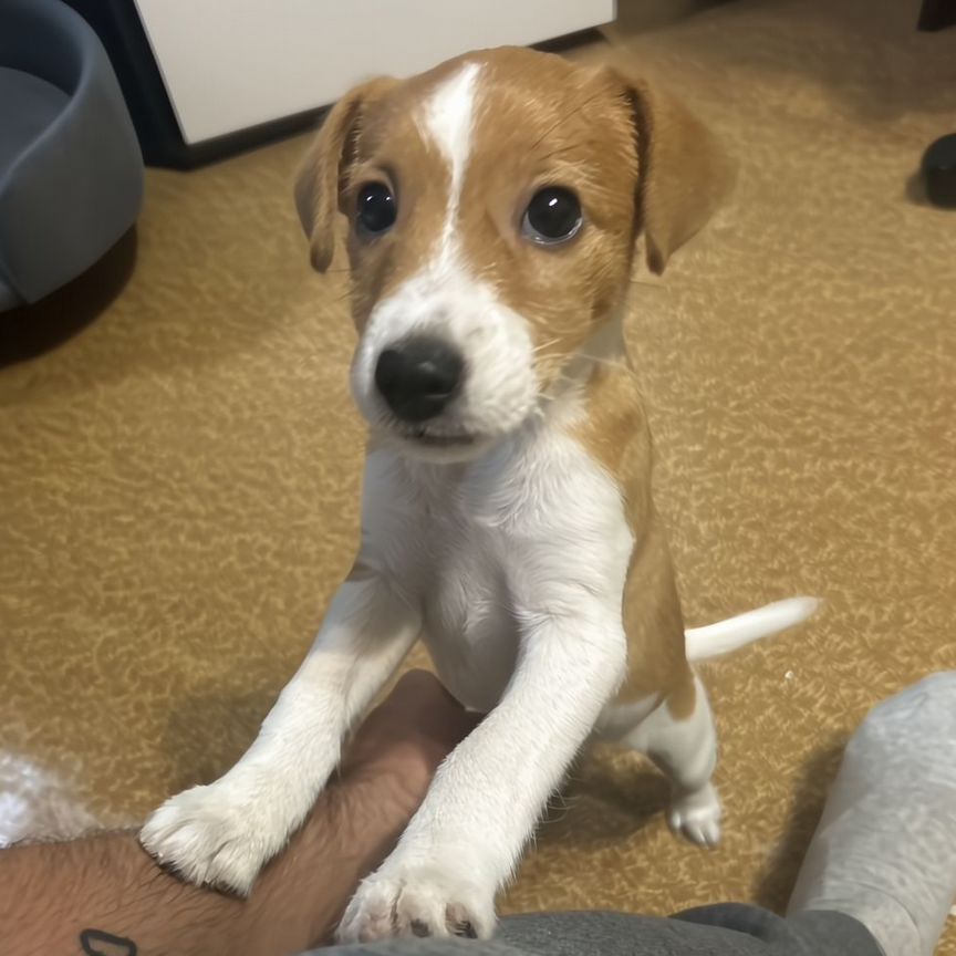 Парсон-рассел-терьер, щенок