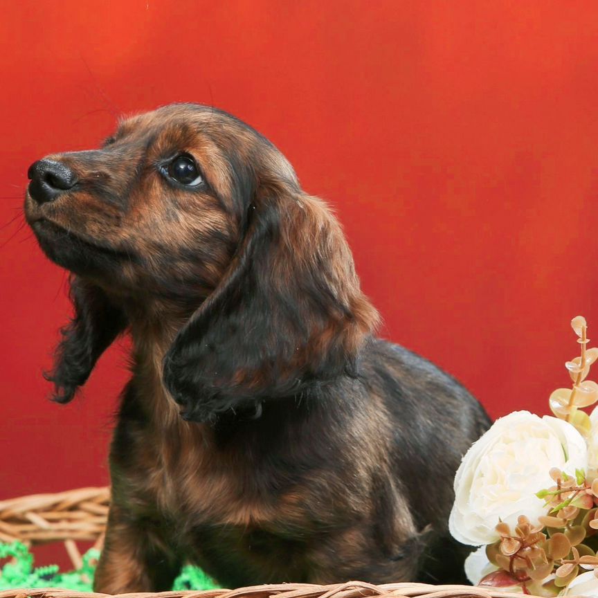 Таксы длинношеостные кроличьи