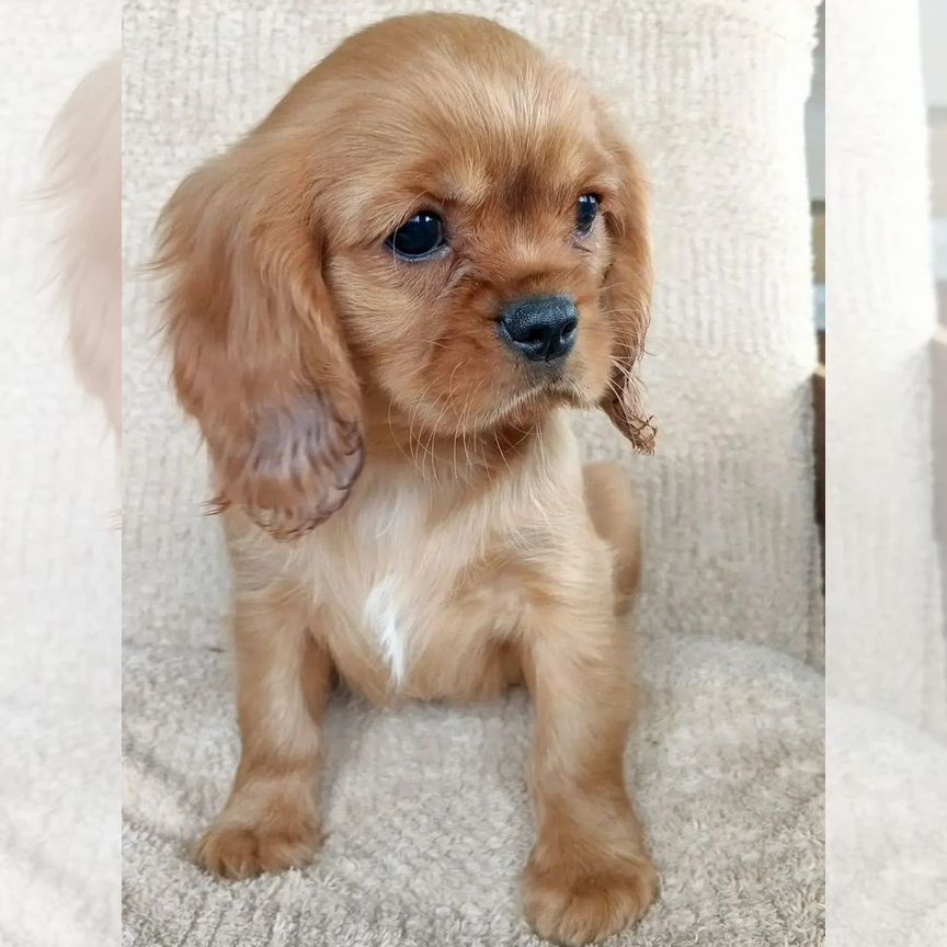 Кавалер кинг-чарльз-спаниель, щенок