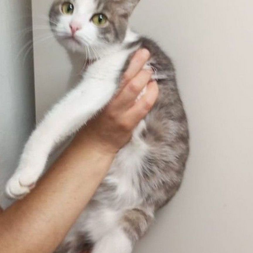 Кошка, 6мес