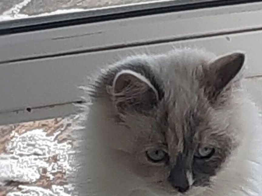 Котенок в добрые руки