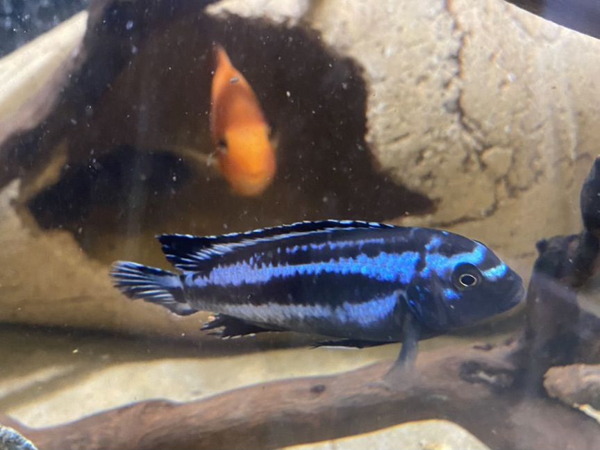 Цихлида Майнгано