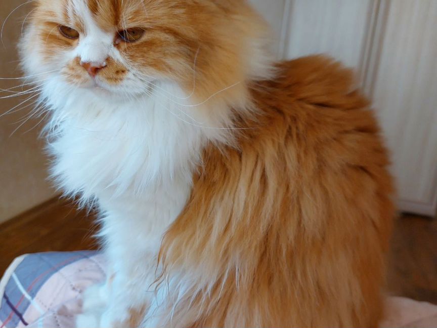 Кошки в добрые руки бесплатно