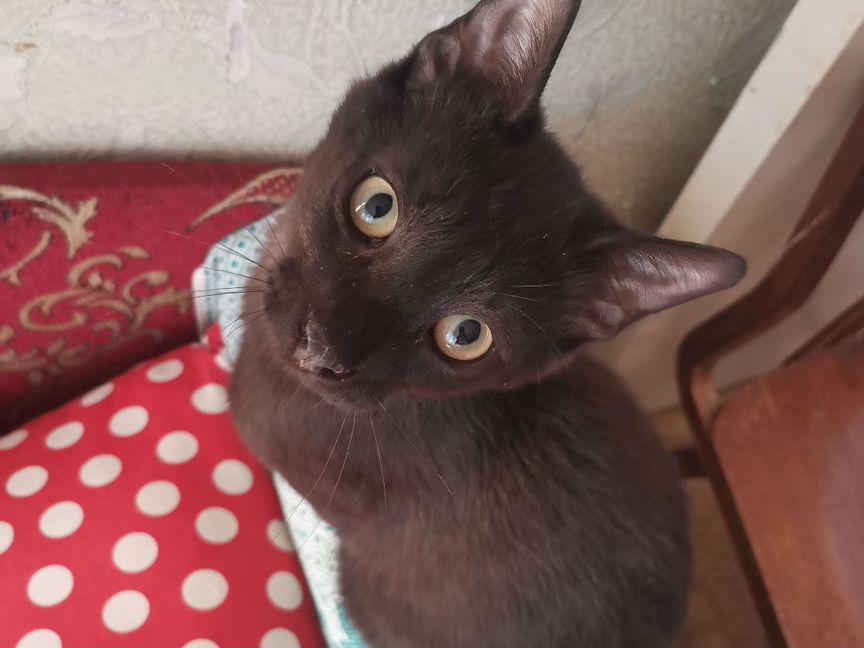 Черный котенок