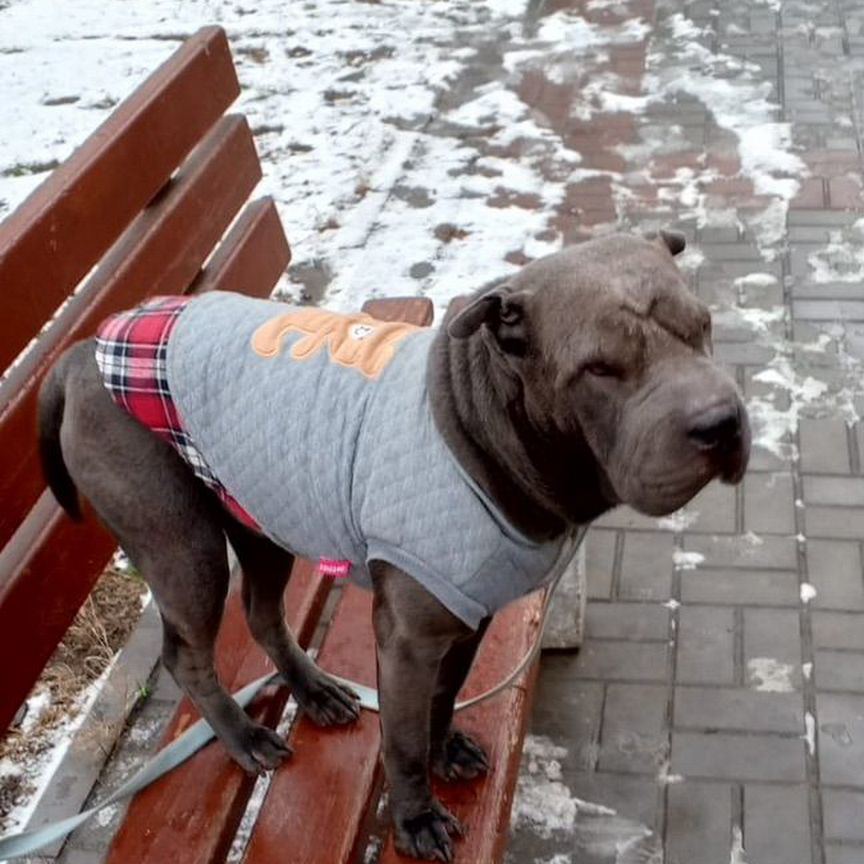 Шарпей в добрые руки