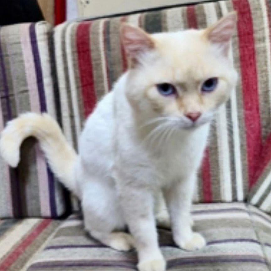 Колорпойнт, взрослый кот