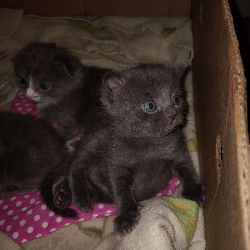 Шотландская вислоухая кошка бесплатно