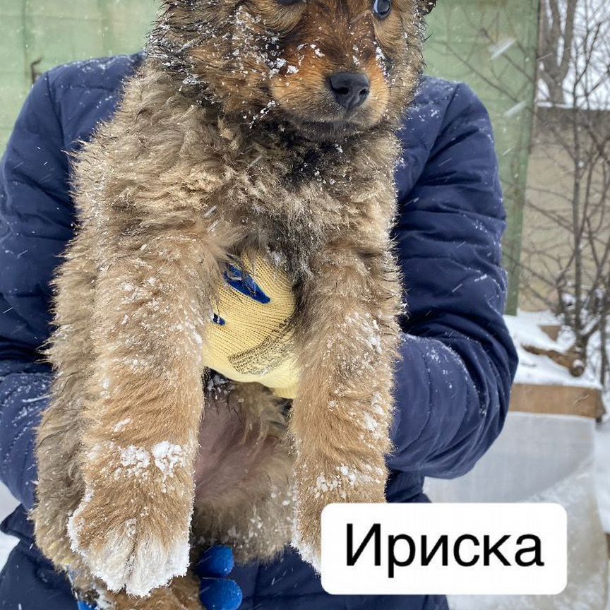 Девчули Долли и Ириска ищут дом