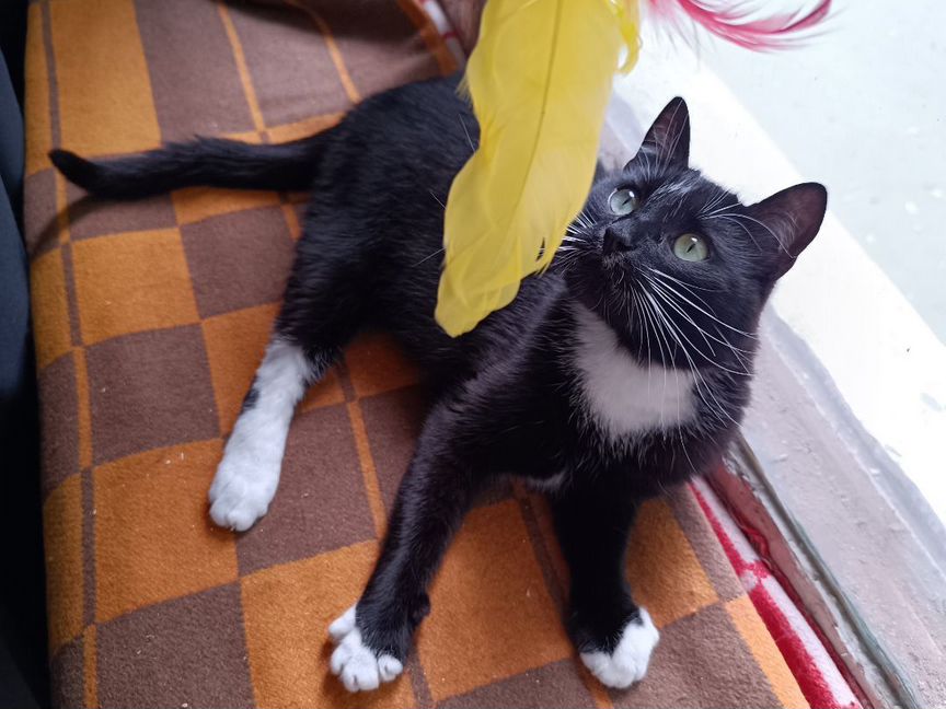 Кот