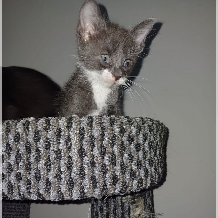 Котятки ищут дом