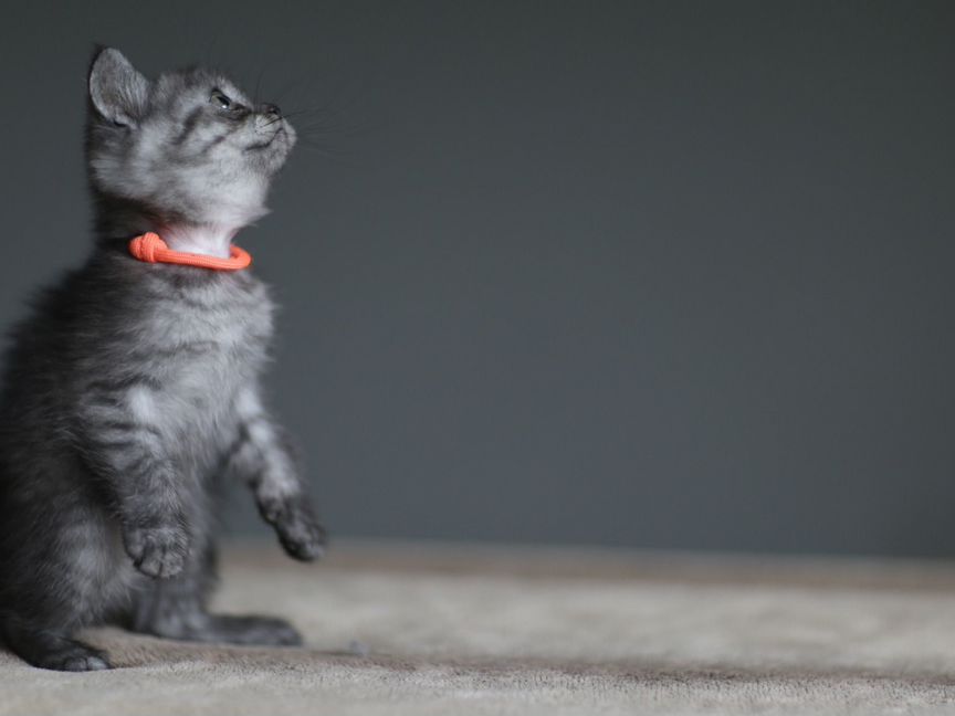 Котята шотландские прямоухие девочки