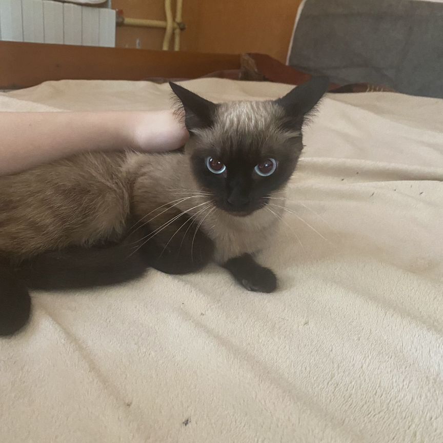 Сиамская кошечка