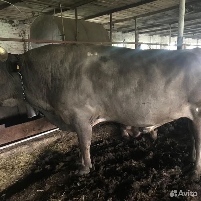 Бык на племя