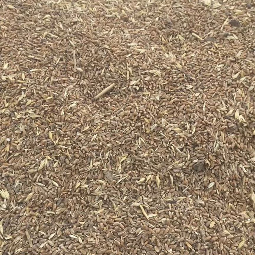 Продам зерно