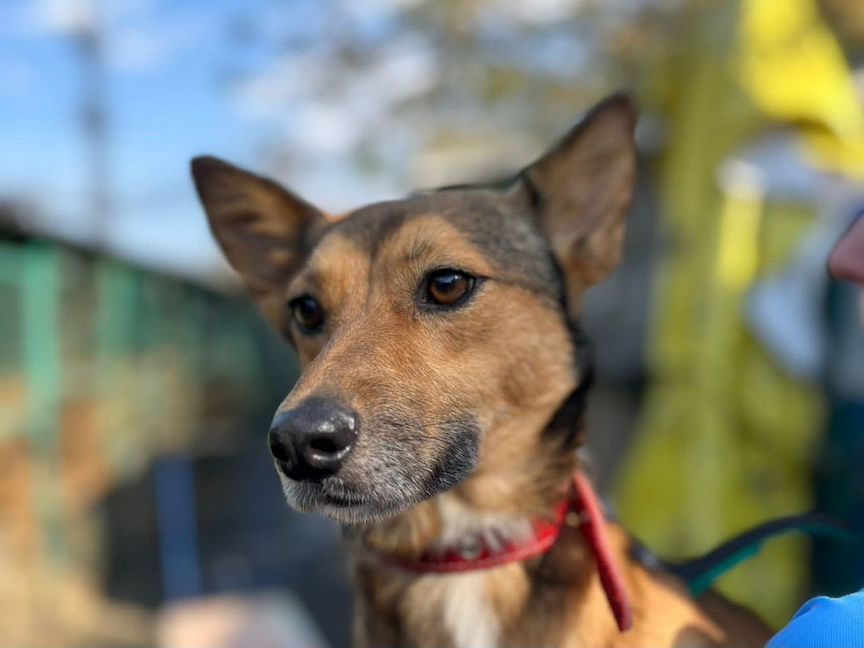 Молодой небольшой пес ищет хозяина