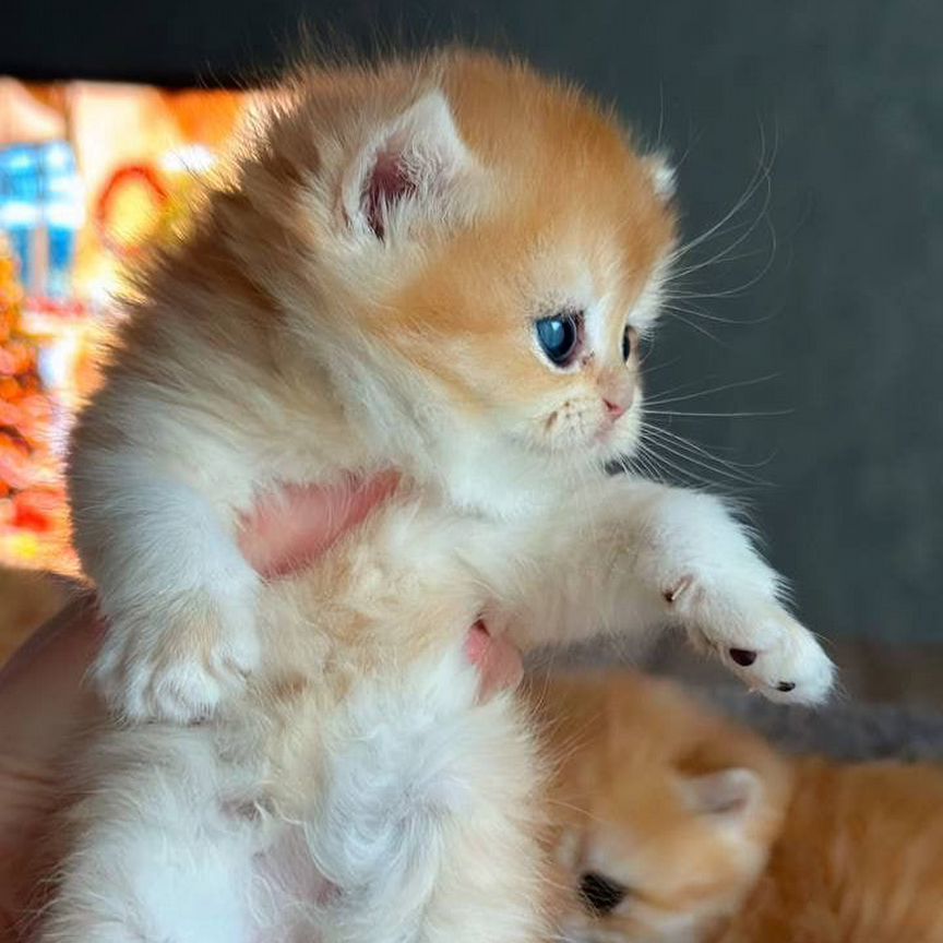 Британские котята золотая шиншилла