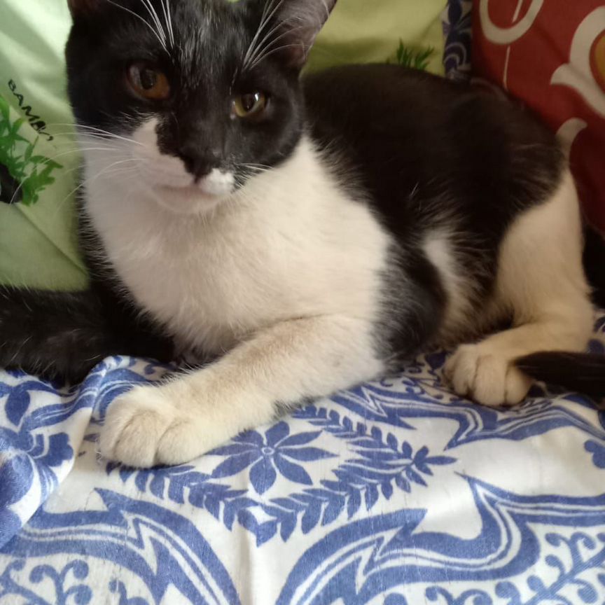 Котенок милый ласковый паренек