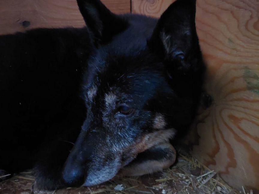 Только страх в глазах собаки из приюта
