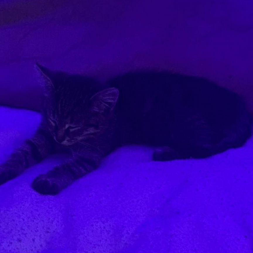 Отдам кошку в добрые руки