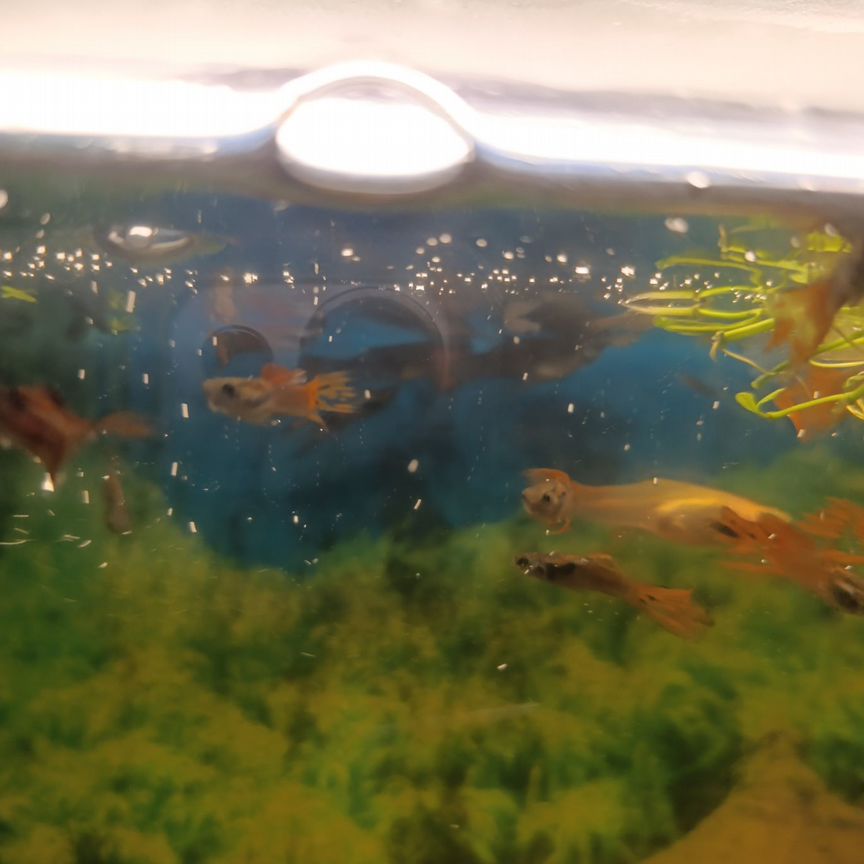 Рыбки гуппи