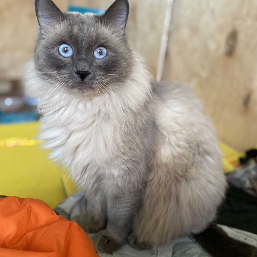 Взрослый кот в добрые руки