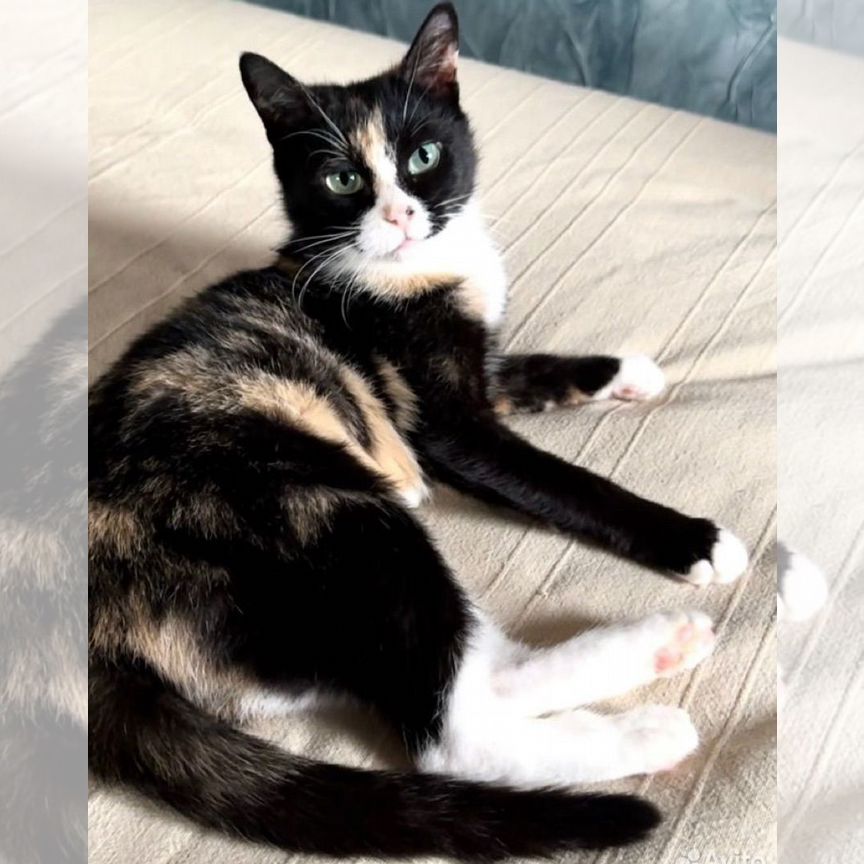 Миниатюрная спокойная кошка с глазами лагуны