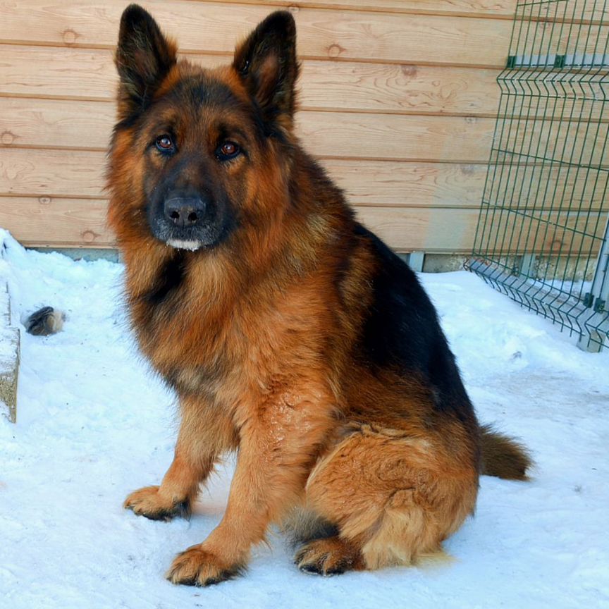 Немецкая овчарка, взрослый пёс