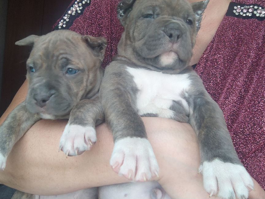 Голубые тигры аст