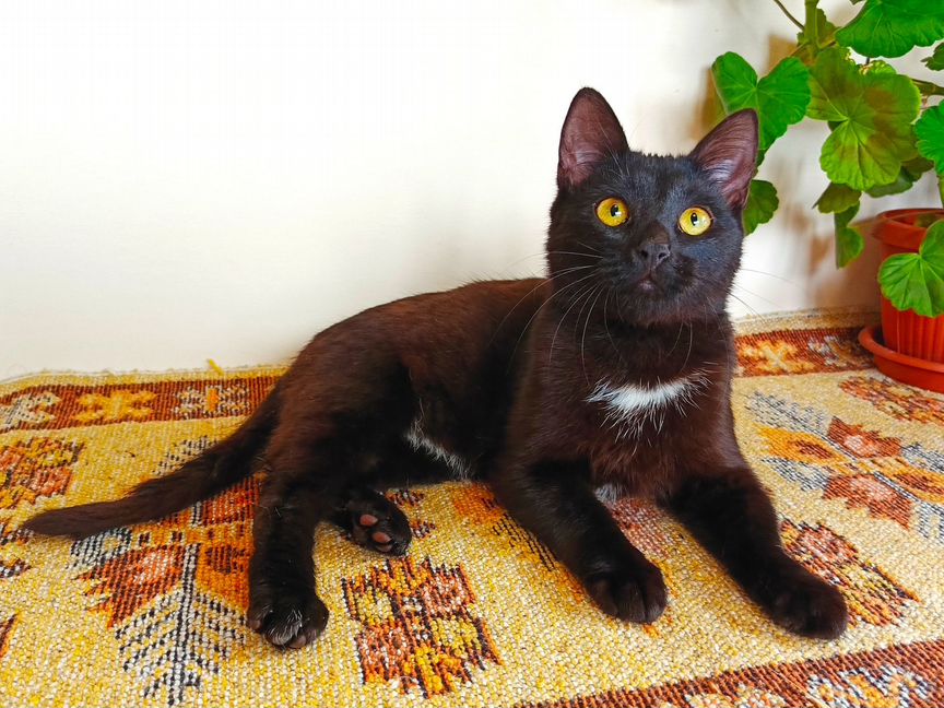 Молодой котик Стриж в добрые руки