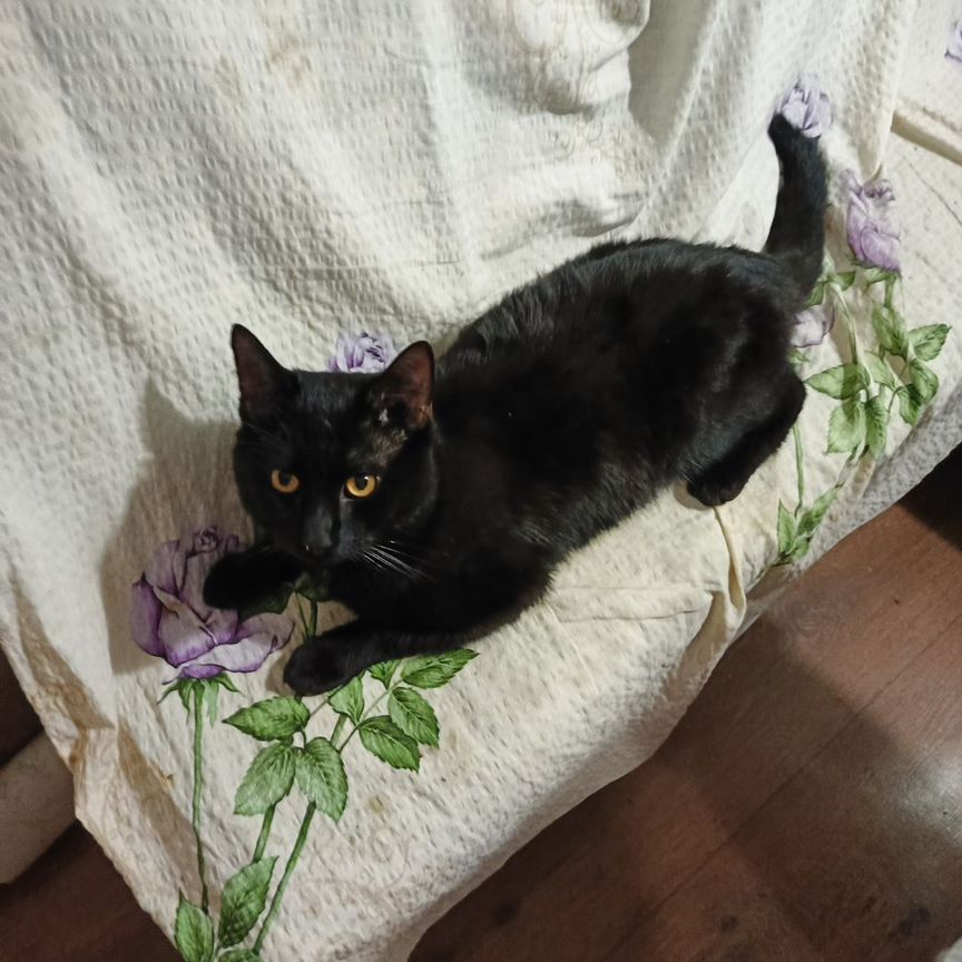 Кот Макс