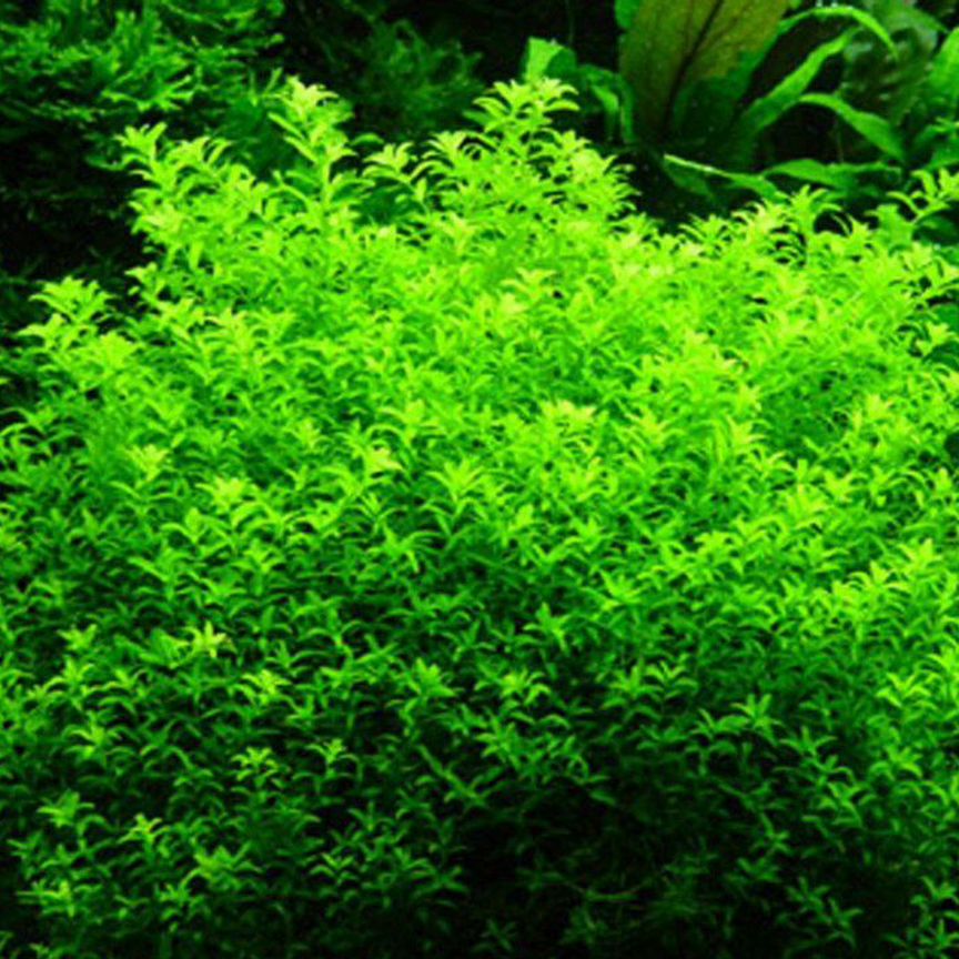 Хемиантус Микрантемоидес на вабикусе