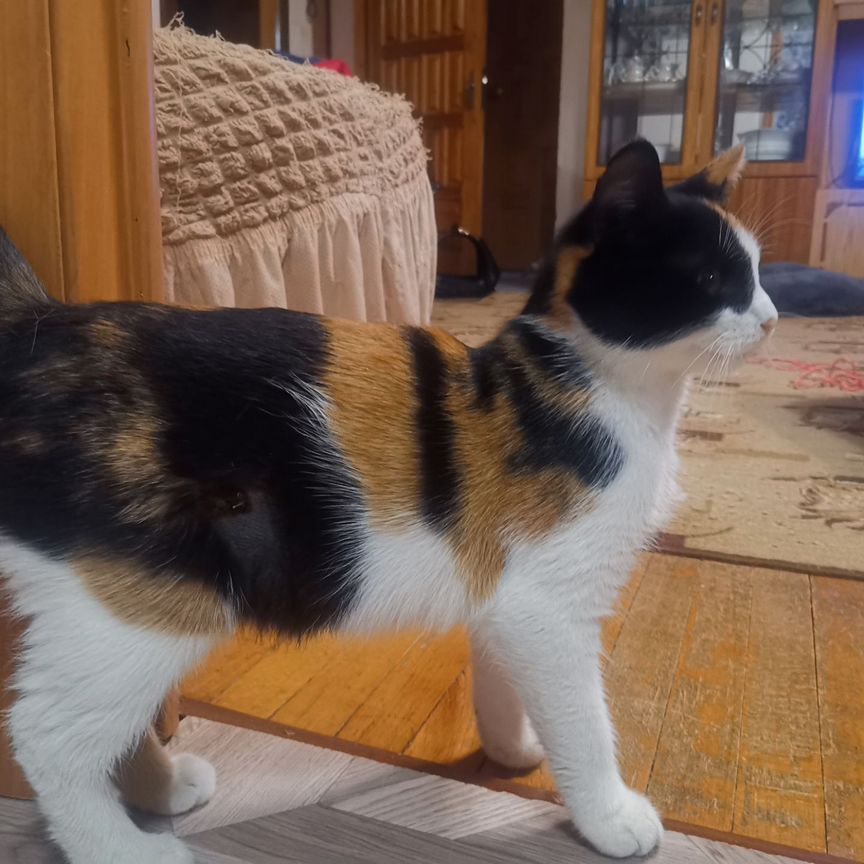 Трехцветный котенок подросток