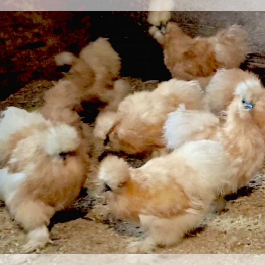 Инкубационное яйцо китайских шелковых кур