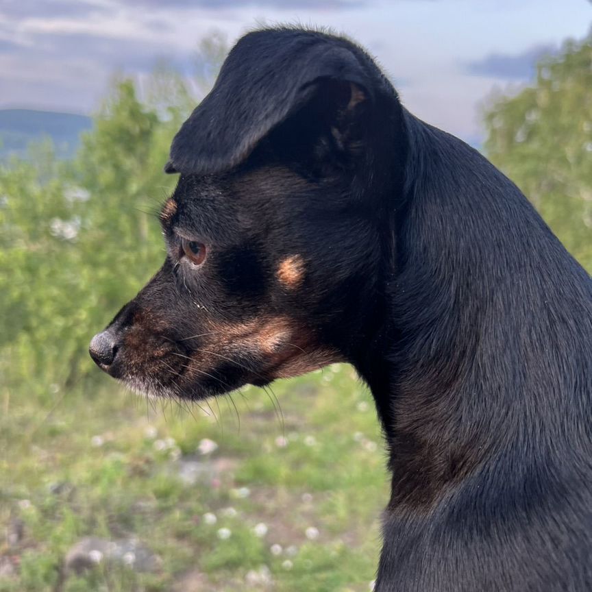 Русский той-терьер девочка