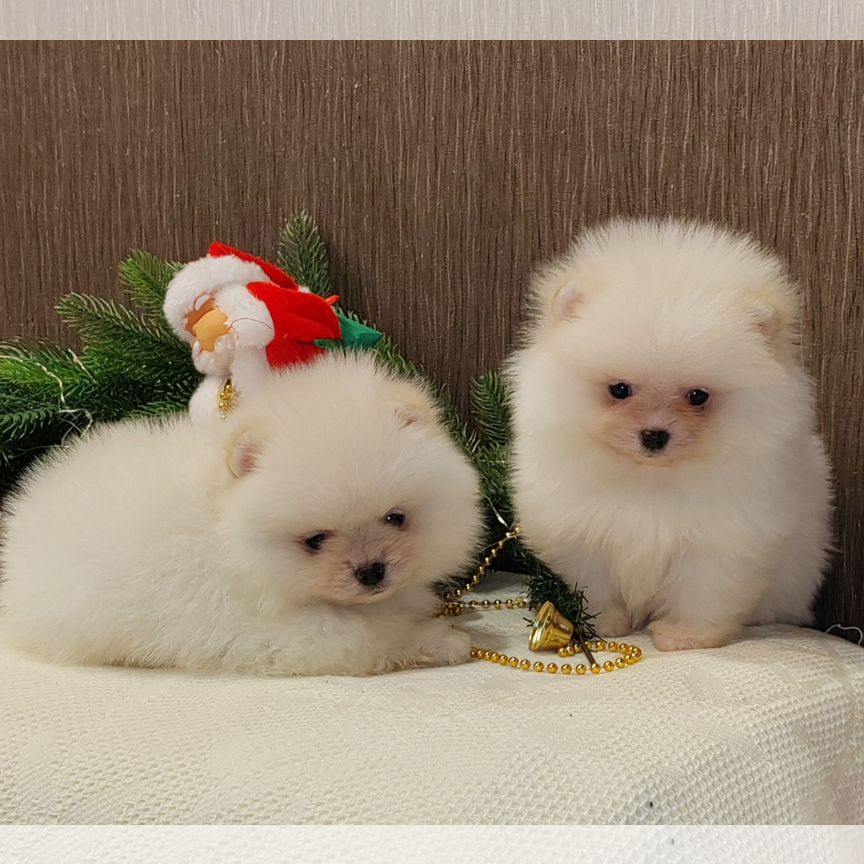 Померанский шпиц, щенок