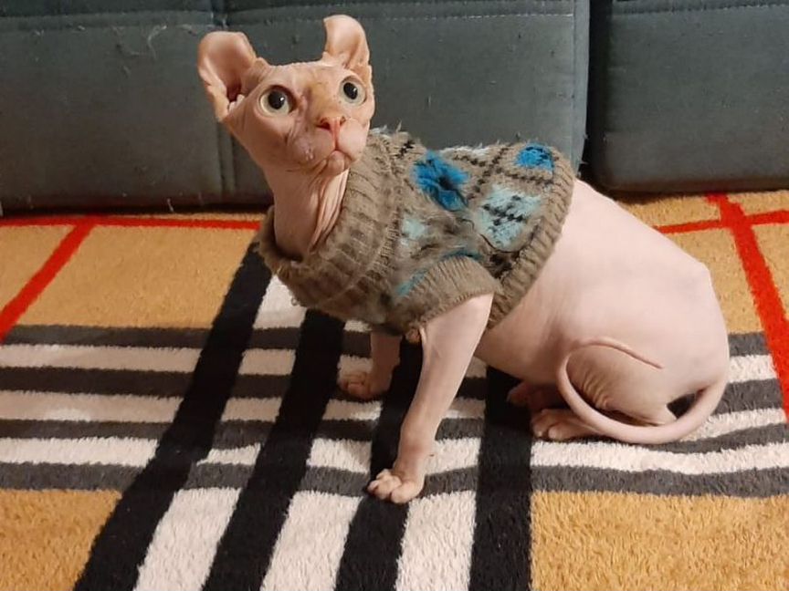 Эльф в добрые руки