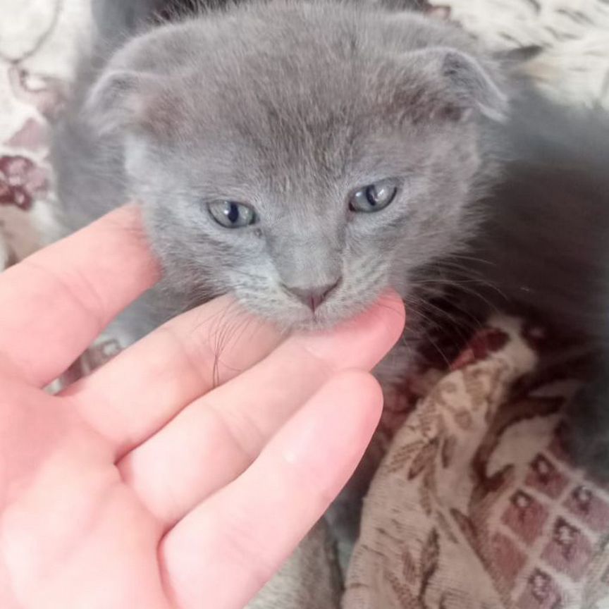 Шотландская вислоухая