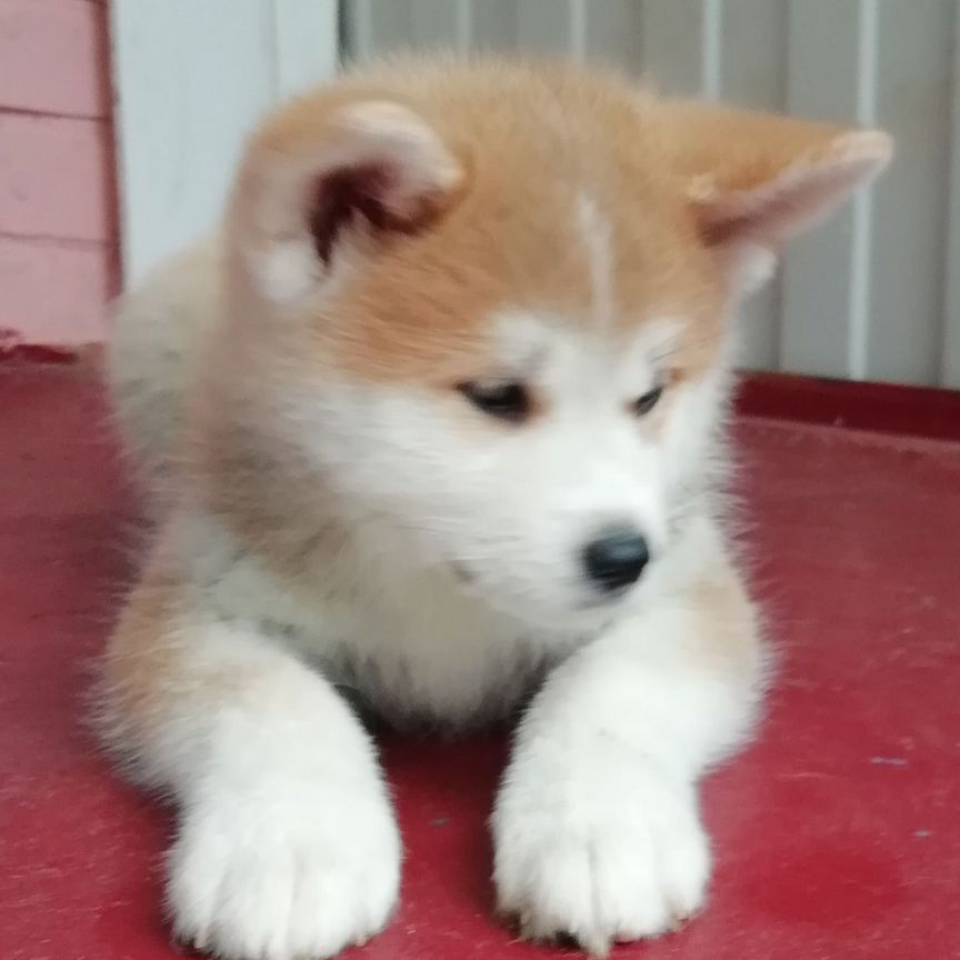 Щеночки акита ину