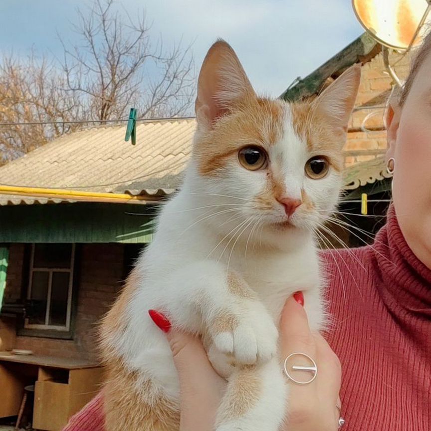 Кошечка в добрые ручки
