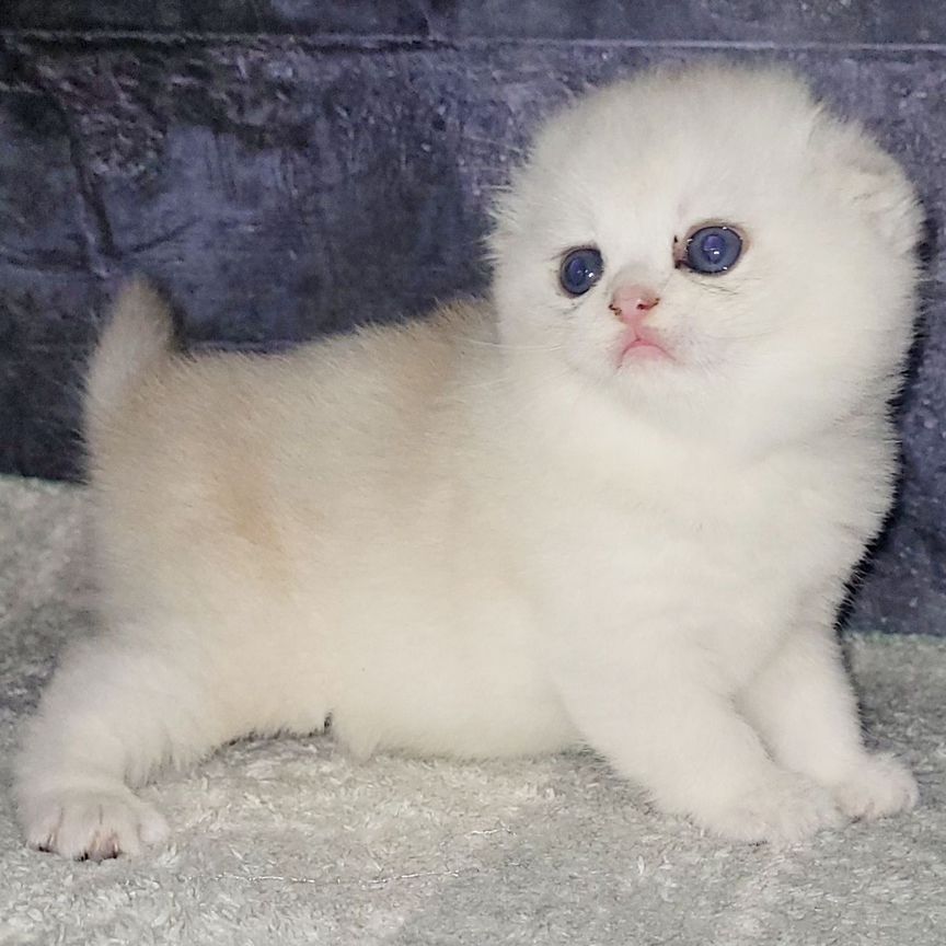 Шотландский вислоухий короткошёрстный котёнок